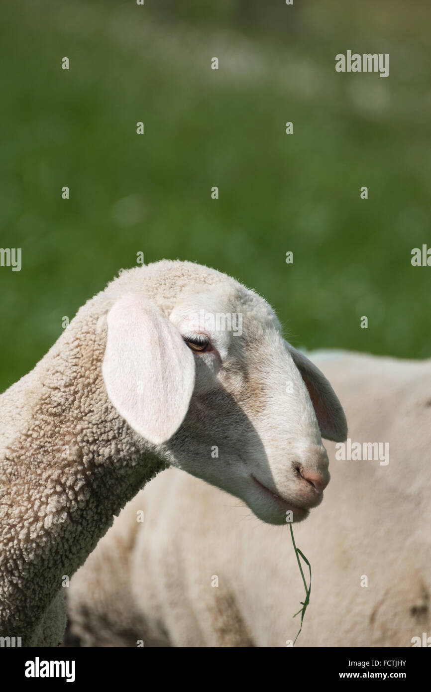 Sheep on the green Dike Stock Photo - Alamy