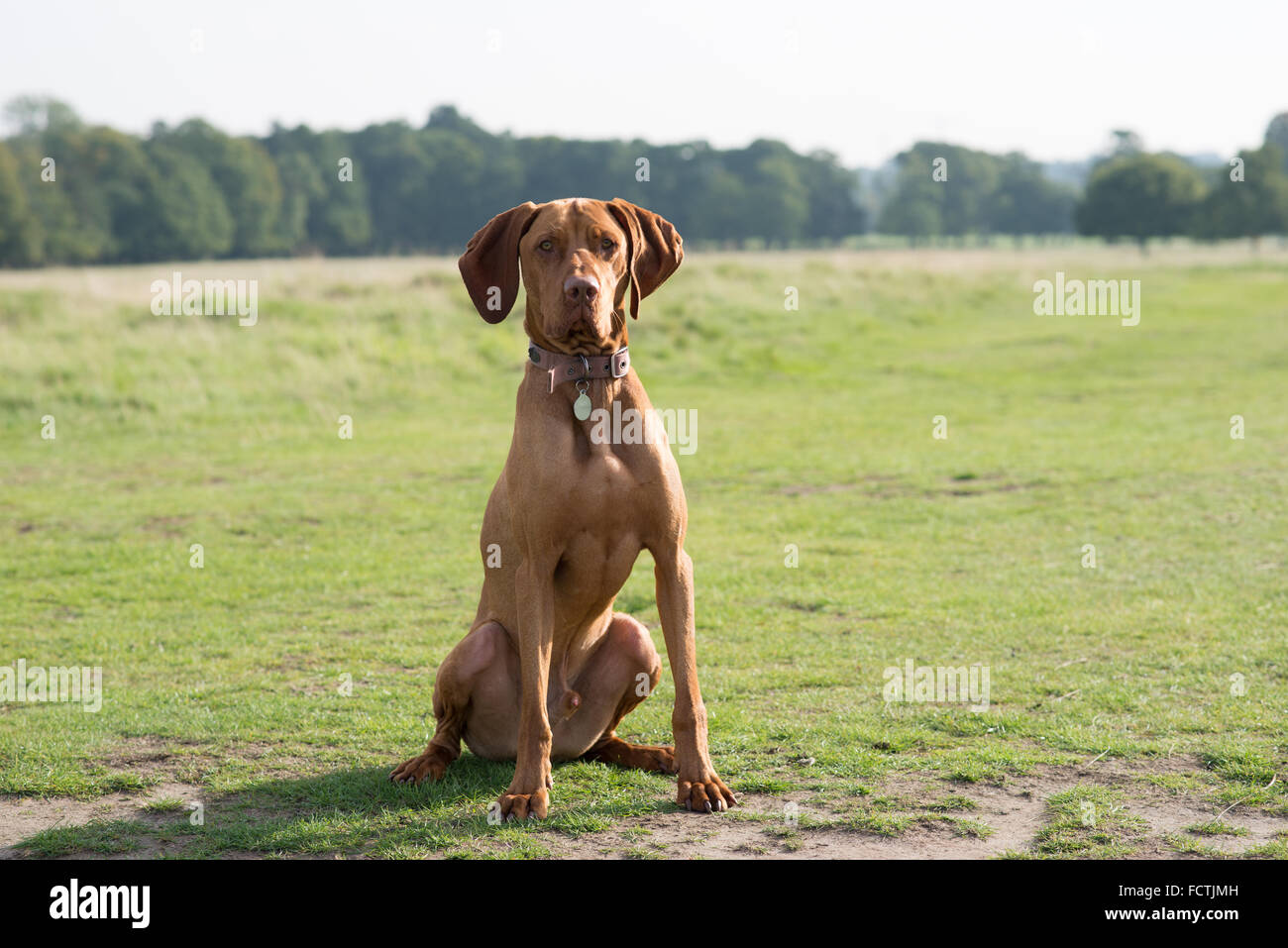 Hungarian Vizsla sitting waiting Stock Photo - Alamy