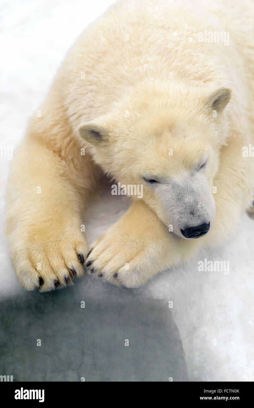 Animals: polar bear having a rest on white snow Stock Photo - Alamy