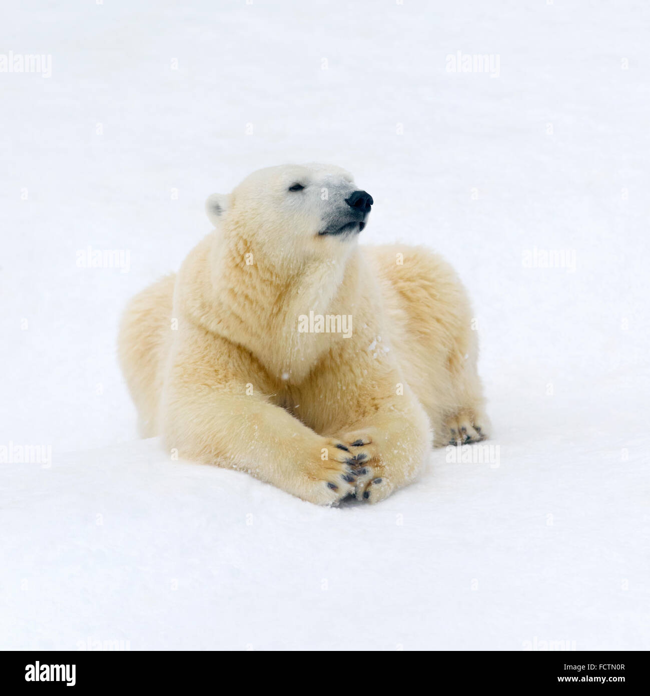 Animals: polar bear having a rest on white snow Stock Photo - Alamy