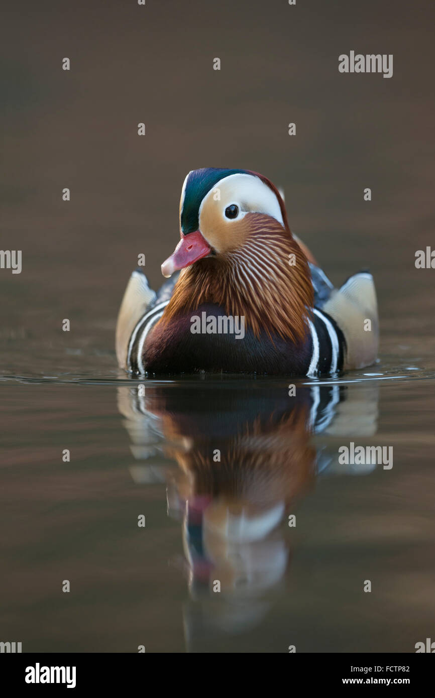 Full frontal view hi-res stock photography and images - Alamy