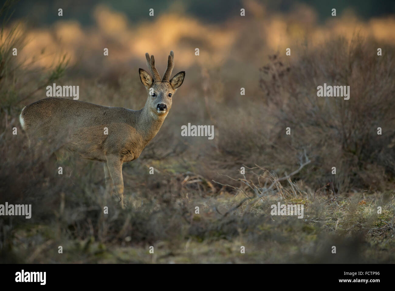 Roe deer / Reh ( Capreolus capreolus ), buck, with regrowing antlers ...