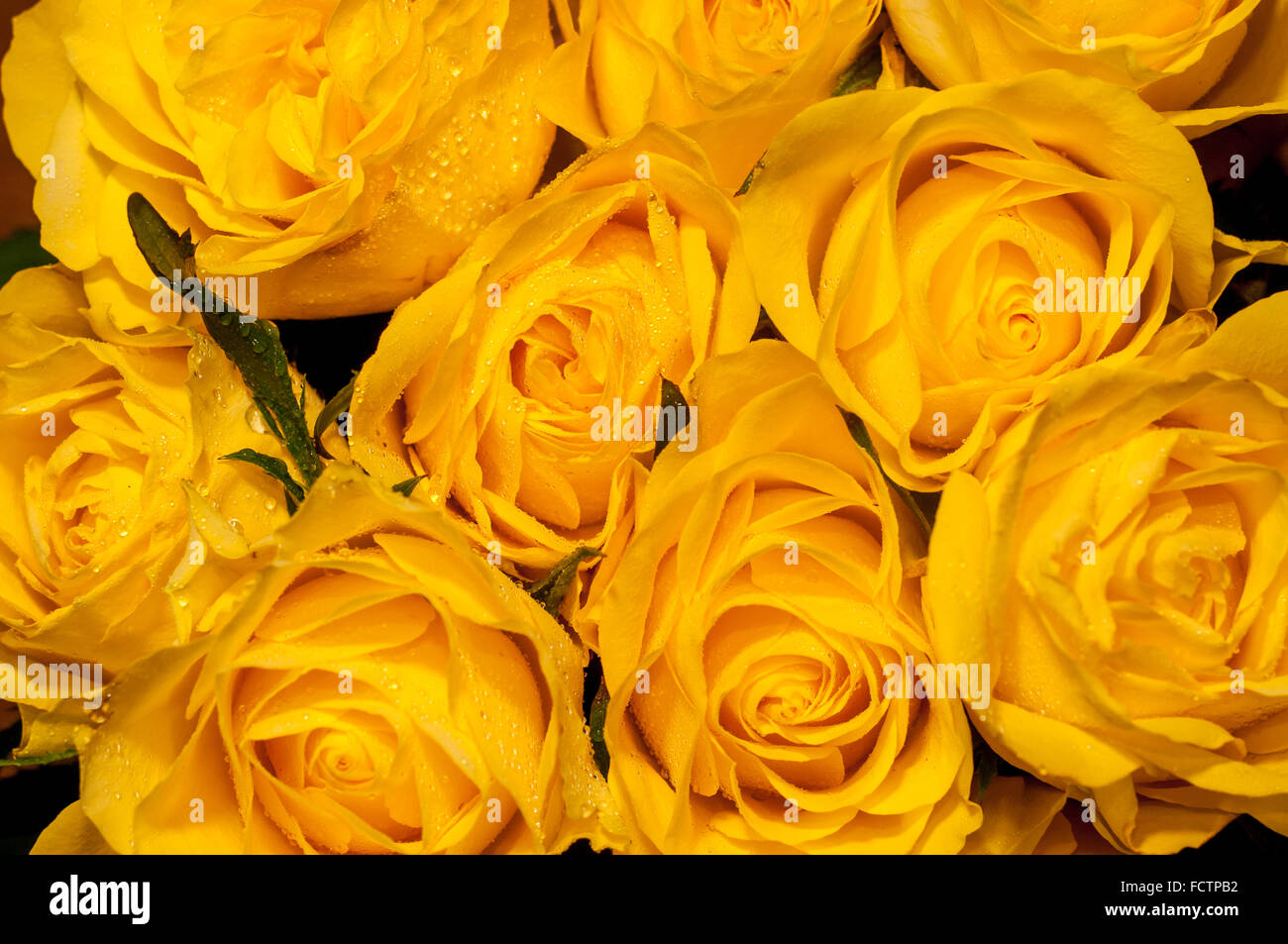 Yellow roses in a bunch Stock Photo - Alamy