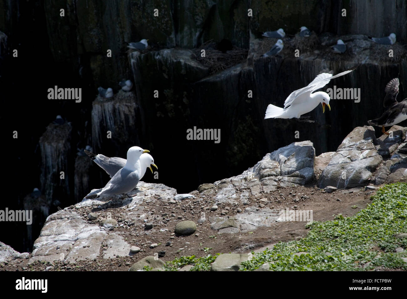 Seagulls nesting on rocks Inner Farne Island Northumberland bird ...