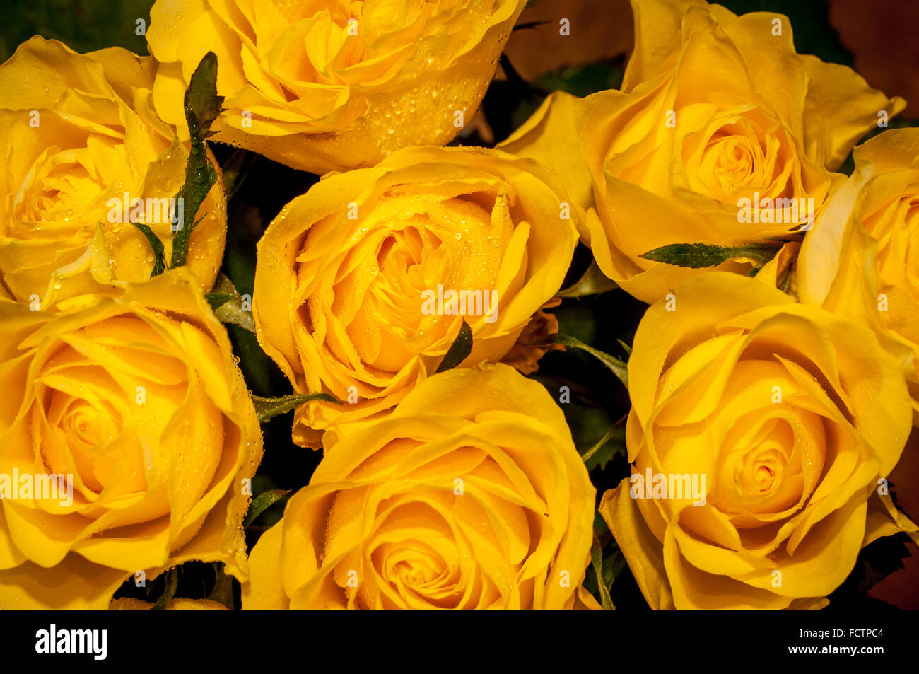 Yellow roses in a bunch Stock Photo - Alamy