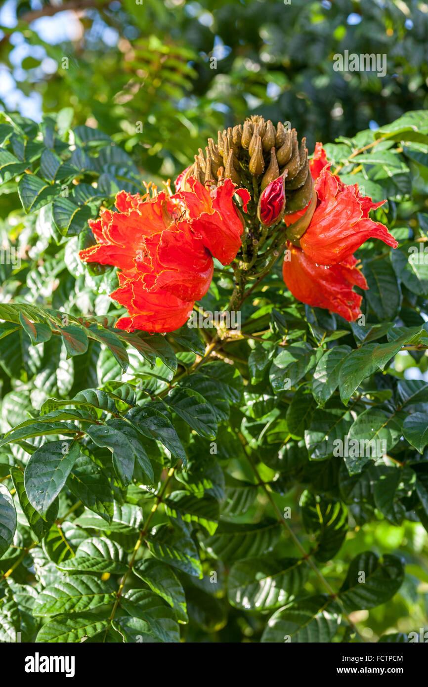 Pink Jamaican Hibiscus High Resolution Stock Photography and Images - Alamy
