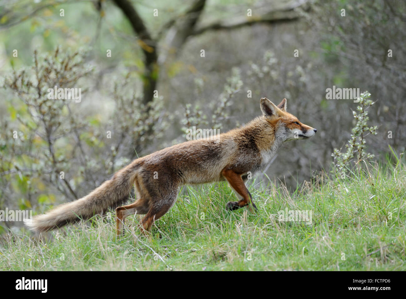 Red Fox / Rotfuchs ( Vulpes vulpes ), female, in summer fur, long fox tail, on the hunt, at the ...