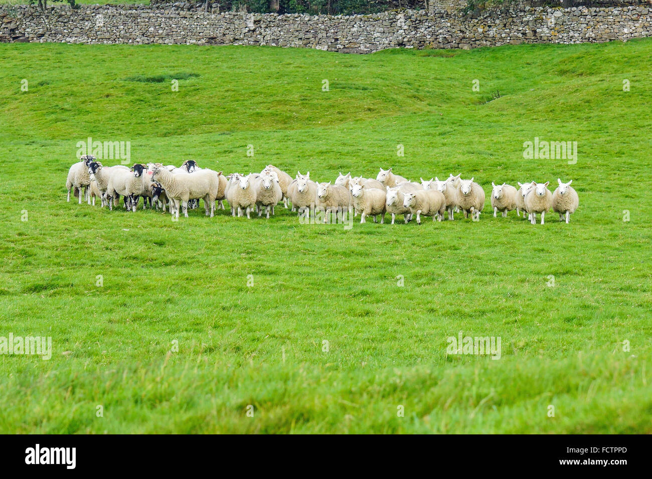 Sheep flock yorkshire hi-res stock photography and images - Alamy