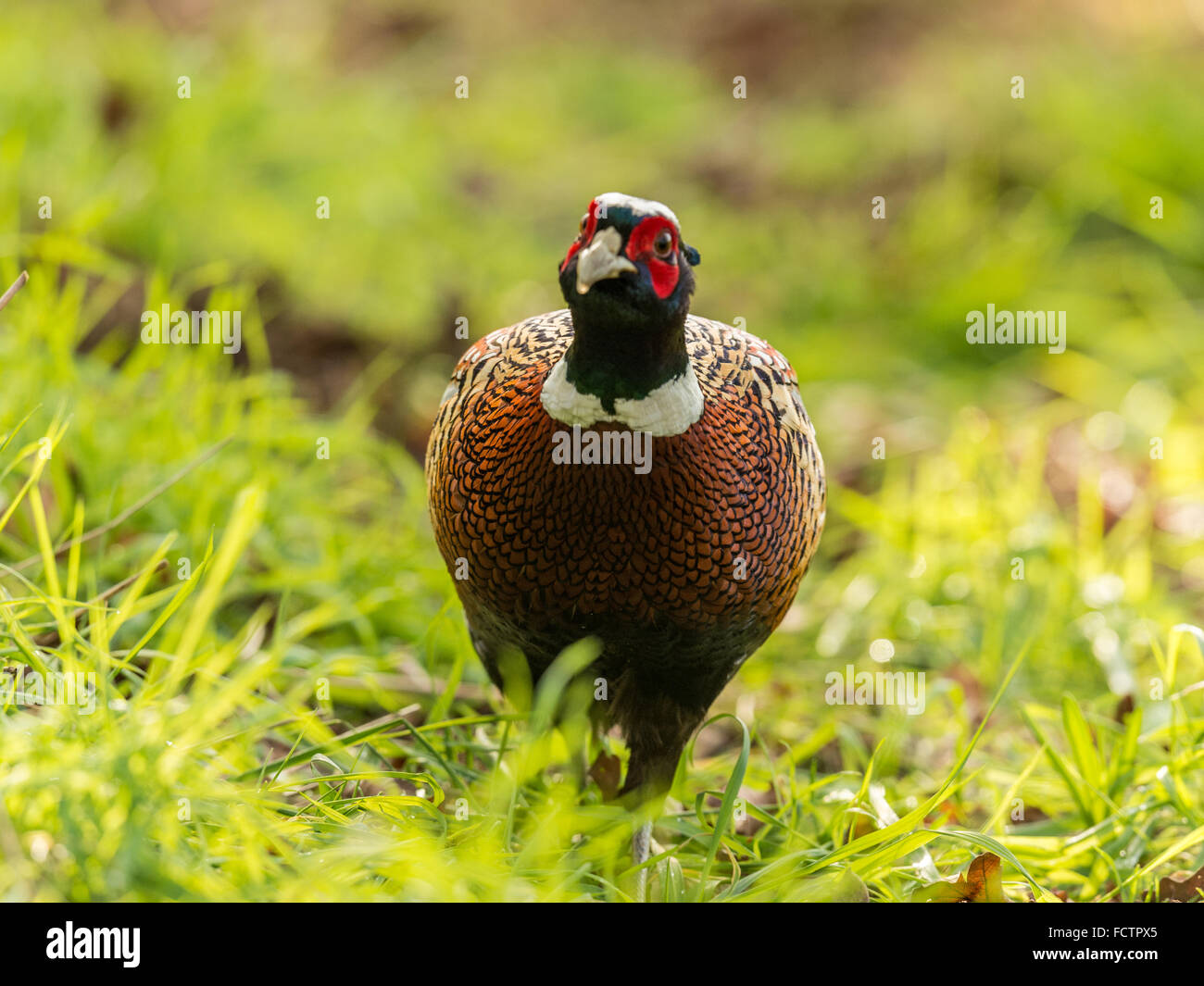 Beautiful Male Ring-necked Pheasant (Phasianus colchicus) foraging in natural woodland forest ...