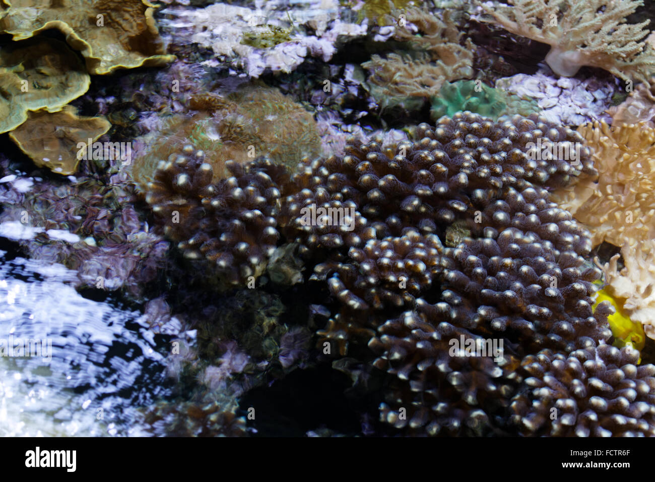 Coral nature horizontal hi-res stock photography and images - Alamy