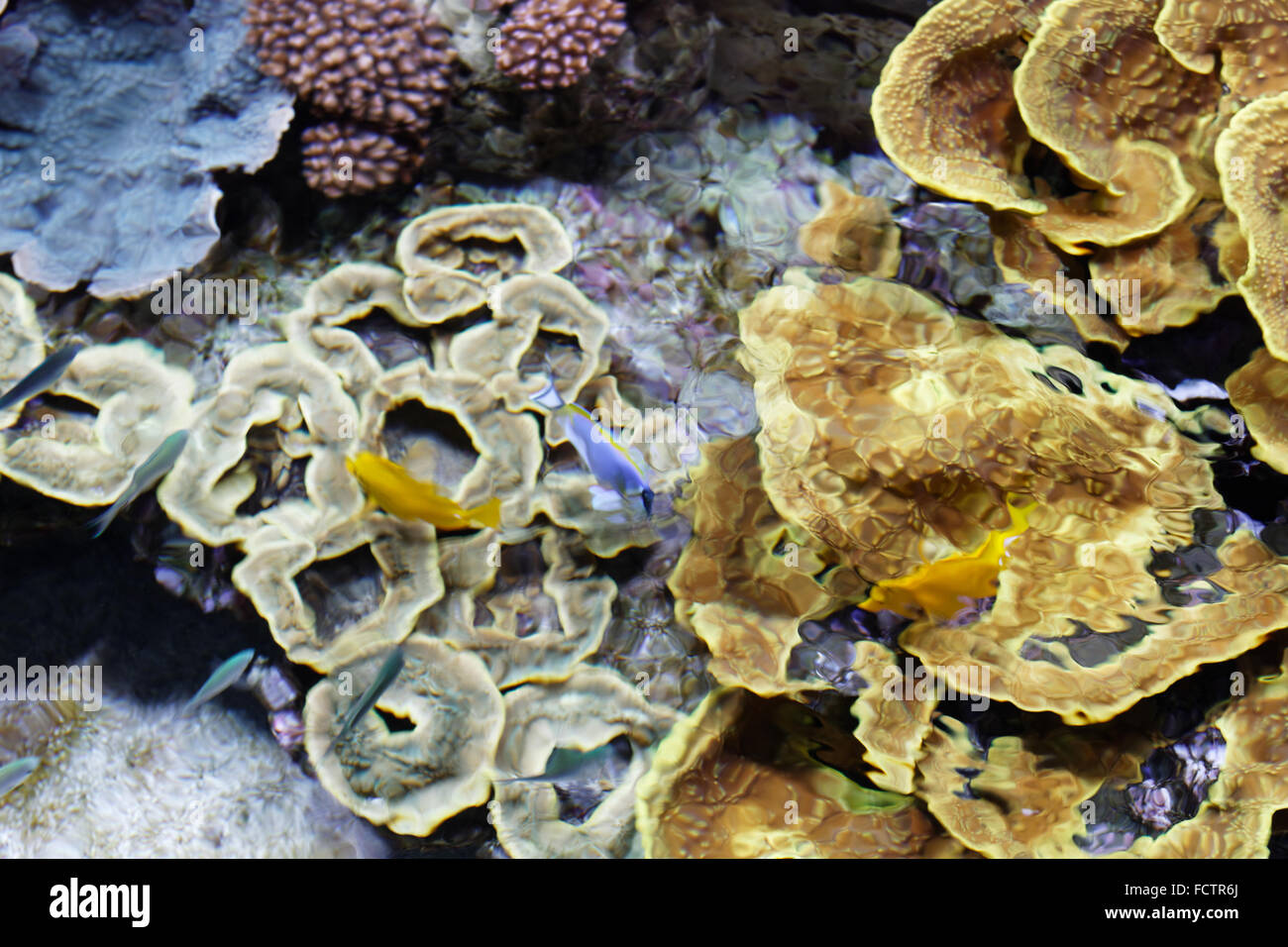 Colorful coral reef Stock Photo - Alamy