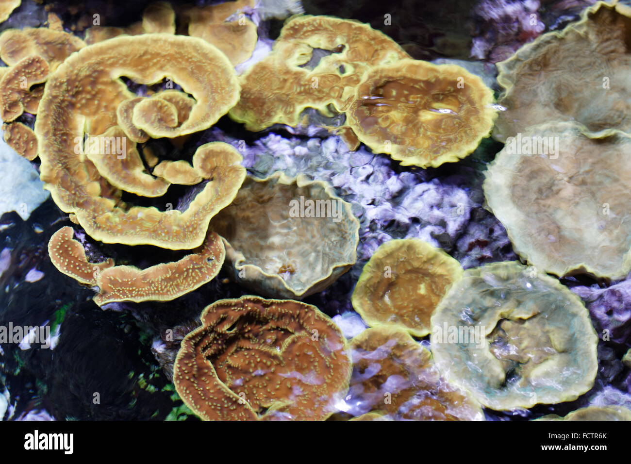 Colorful coral reef Stock Photo - Alamy