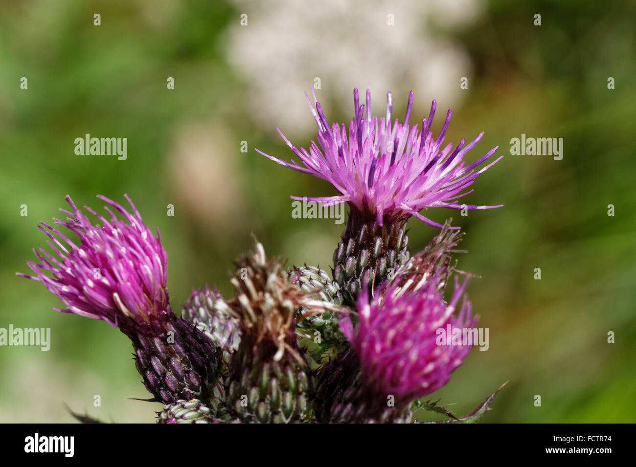 Marsh thistle, Cirsium palustre, Alps, France Stock Photo - Alamy