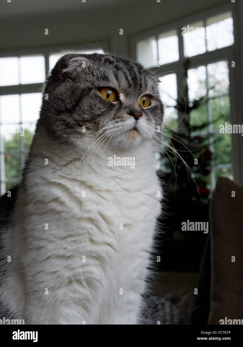 Scottish Fold, Cat Stock Photo - Alamy