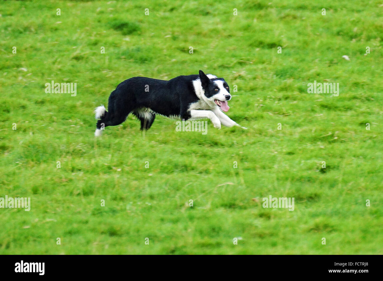 Yorkshire Dales working border collie Stock Photo - Alamy
