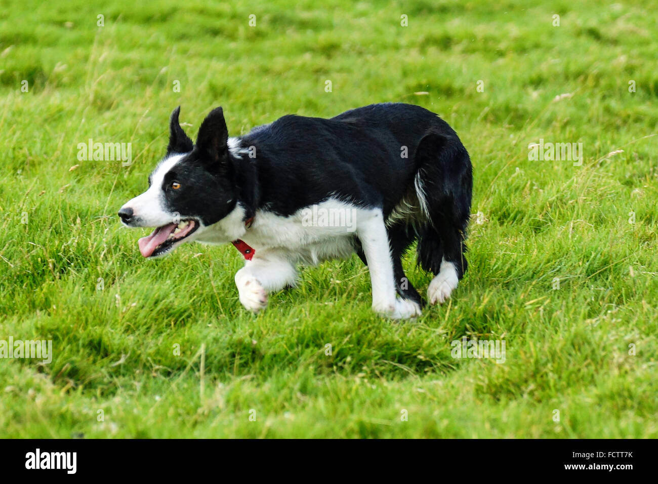 Yorkshire Dales working border collie Stock Photo - Alamy
