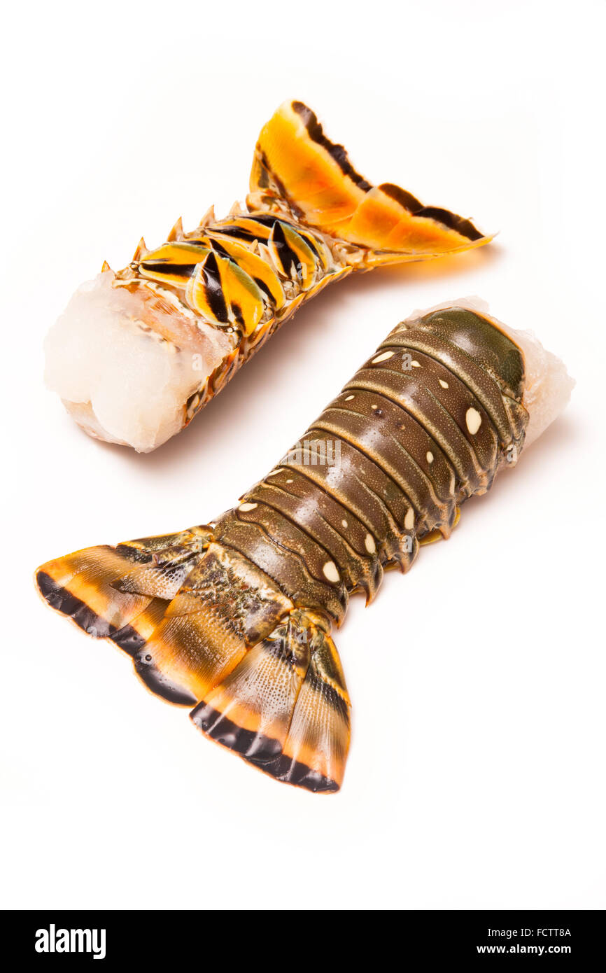 Raw Caribbean ( Bahamas ) rock lobster (Panuliirus argus) or spiny ...