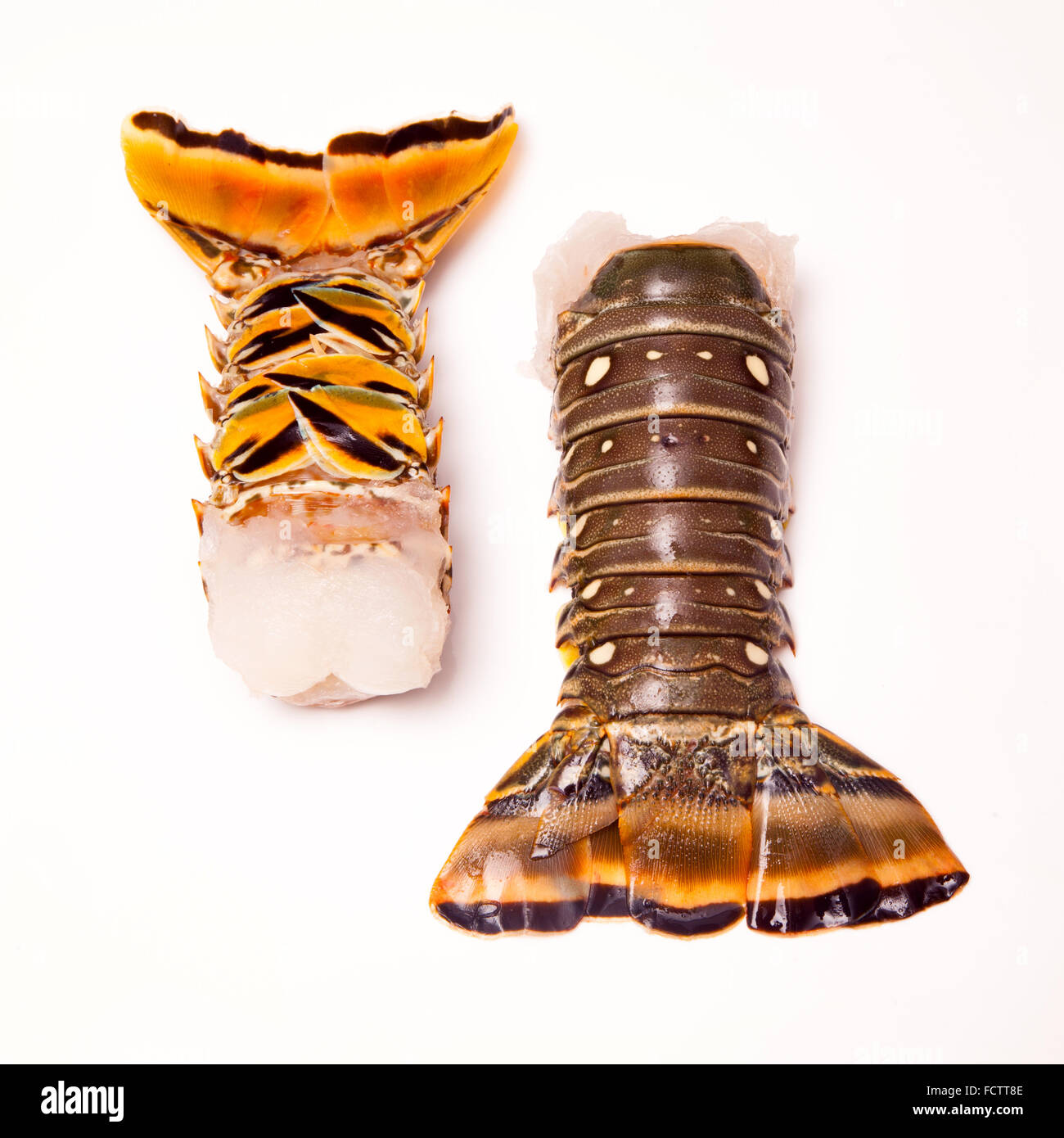 Raw Caribbean ( Bahamas ) rock lobster (Panuliirus argus) or spiny ...