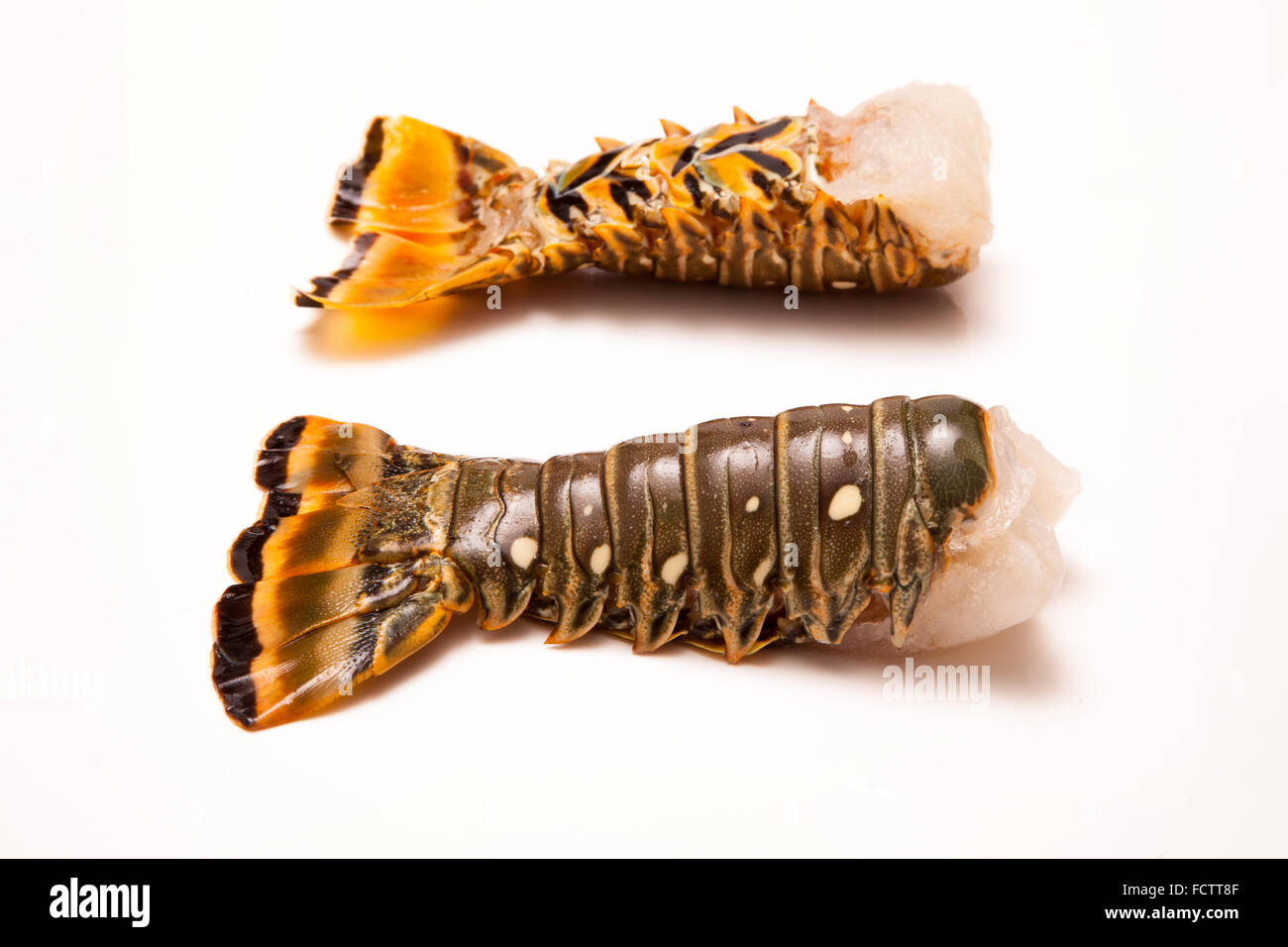 Raw Caribbean ( Bahamas ) rock lobster (Panuliirus argus) or spiny ...