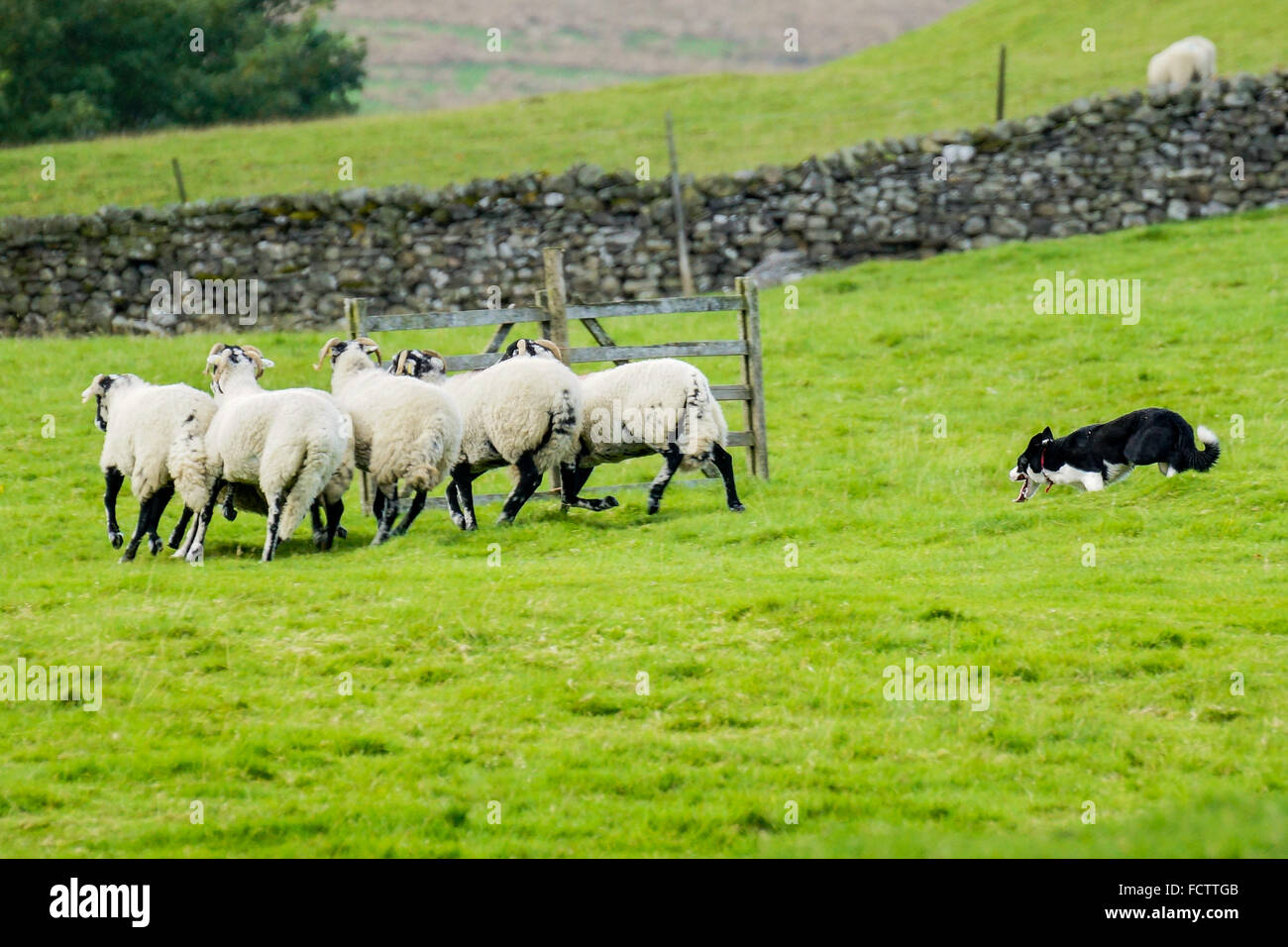 Sheep in the yorkshire dales hi-res stock photography and images - Alamy