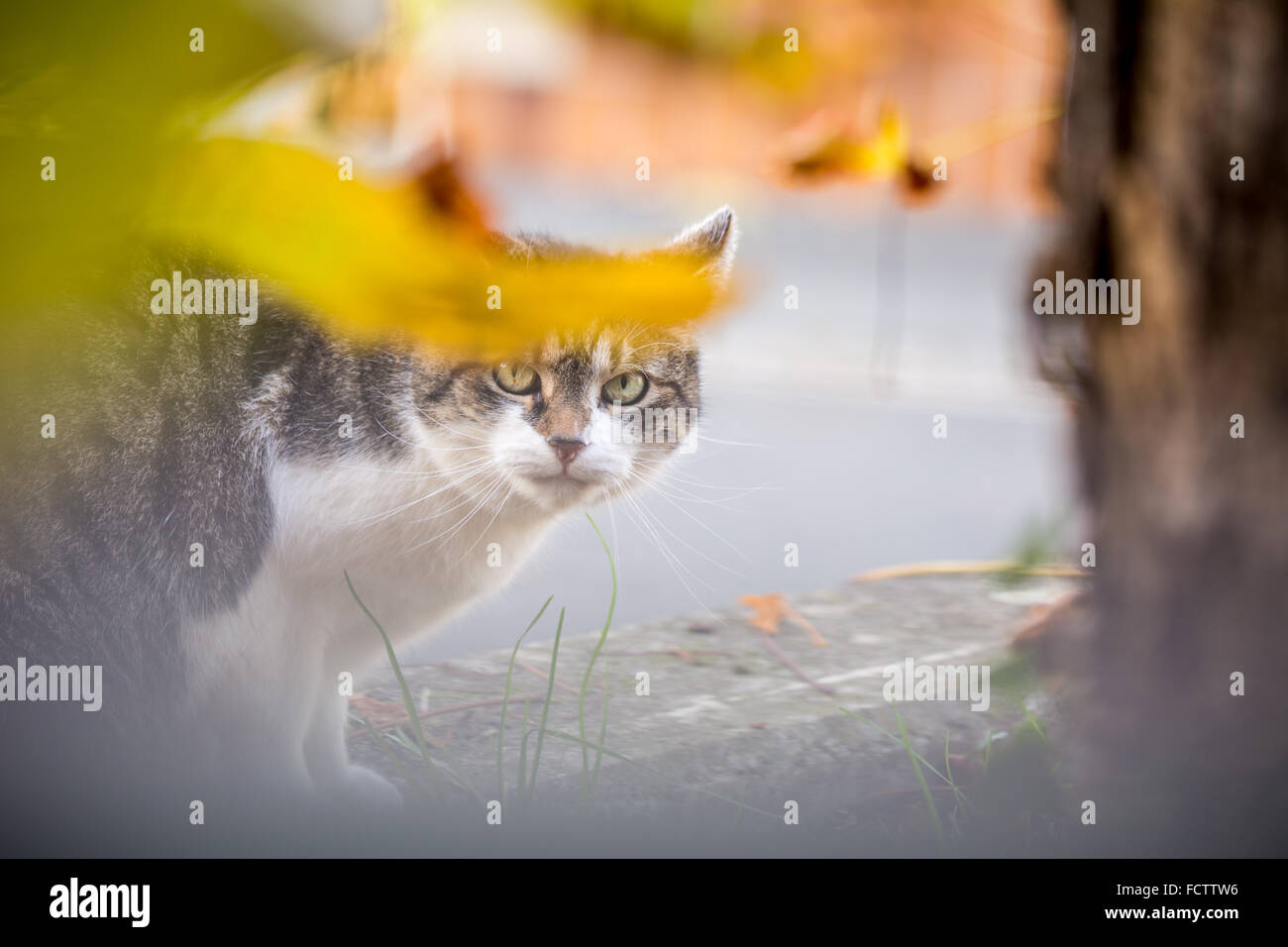 Cat spotted through a bush Stock Photo - Alamy