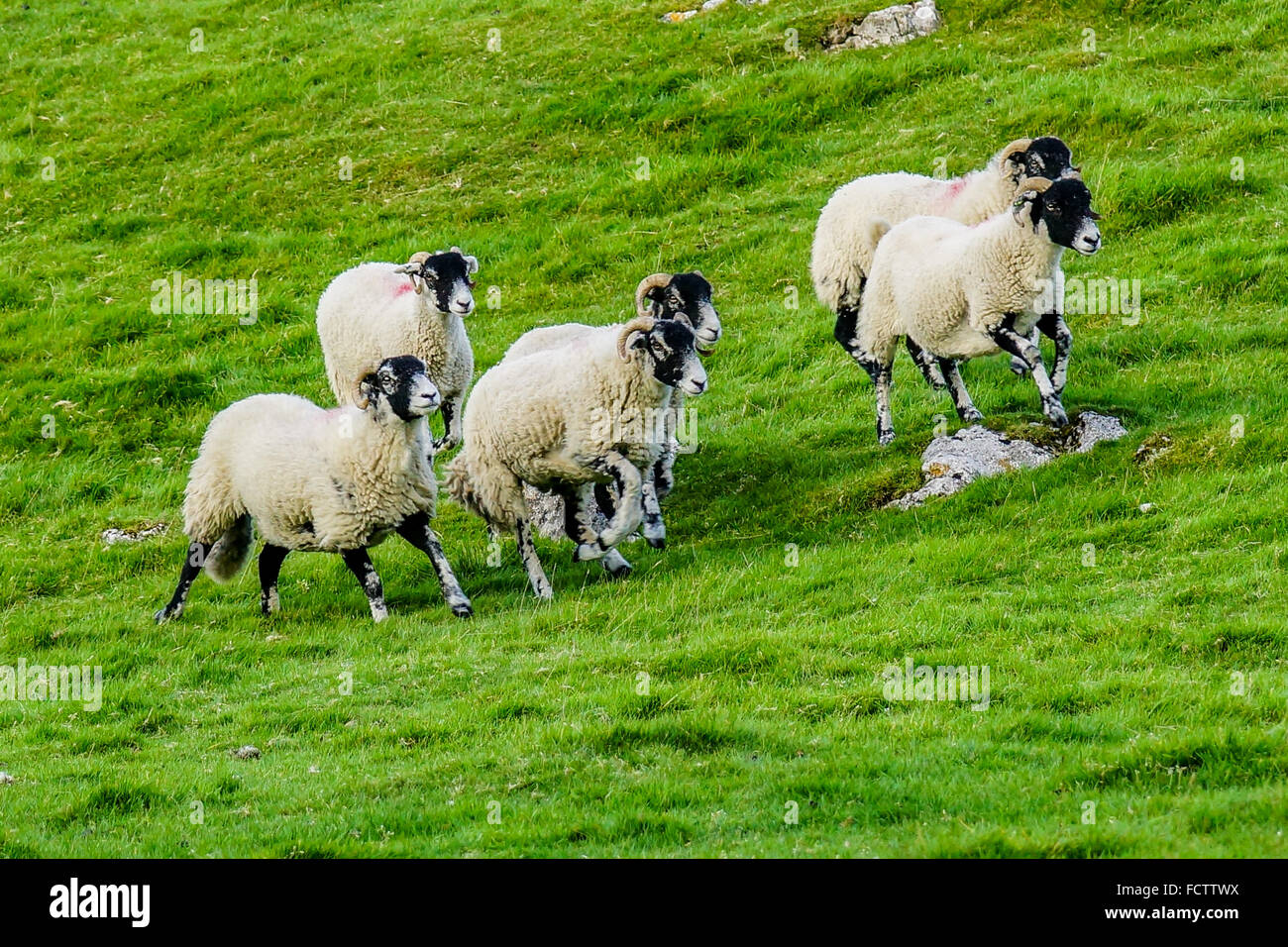 Swaledale sheep Wenslydale in the Yorkshire Dales Stock Photo - Alamy