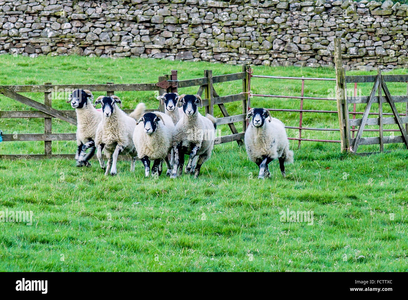 Swaledale sheep Wenslydale in the Yorkshire Dales Stock Photo - Alamy