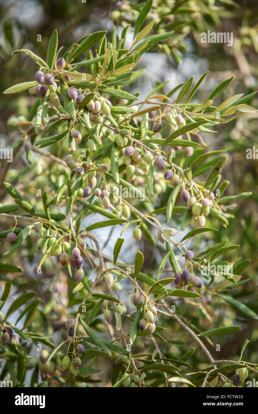 Branch of olive tree with berries on it. Closeup Stock Photo - Alamy