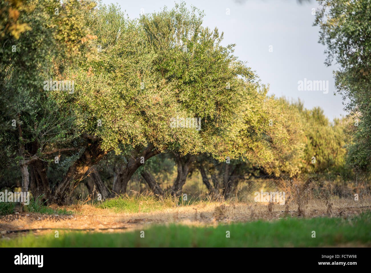 Olive tree garden hi-res stock photography and images - Alamy
