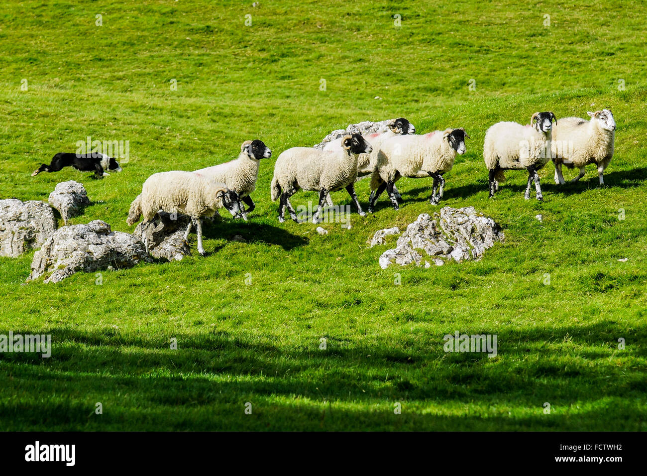 Swaledale sheep hi-res stock photography and images - Alamy