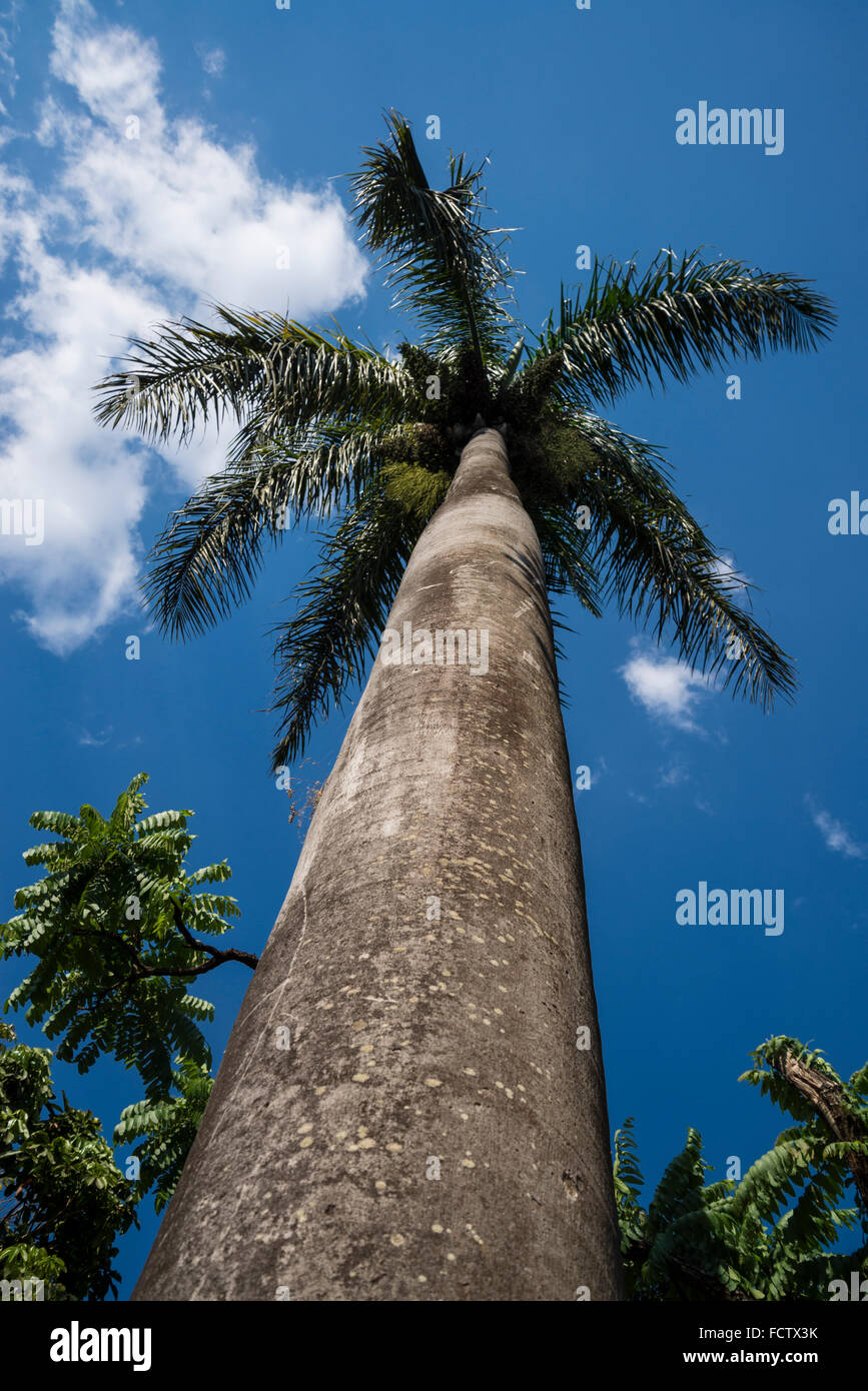 Palm tree, Brazil Stock Photo - Alamy