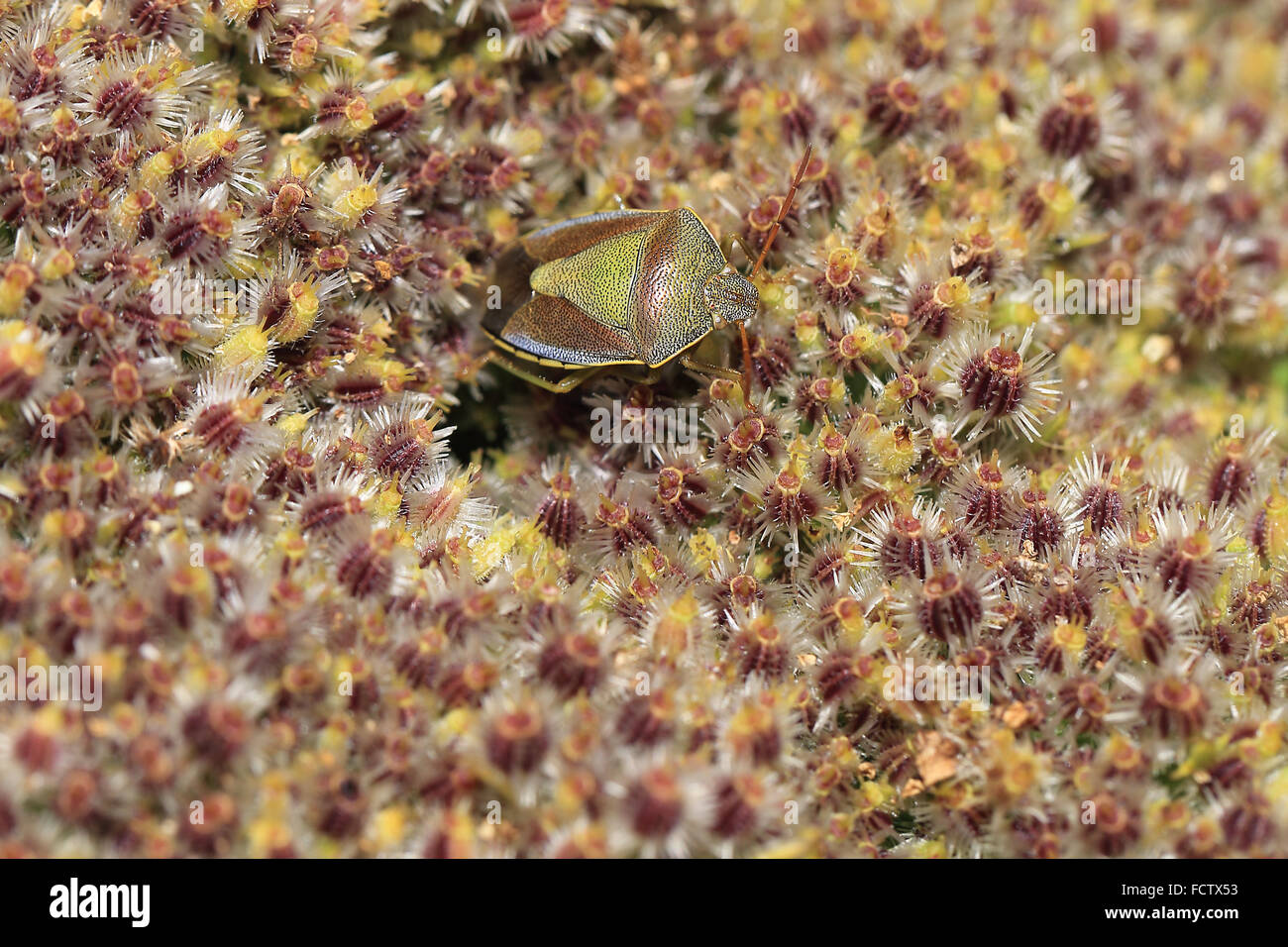 Common Green Shieldbug camouflaged amongst the seeds of Wild Carrot ...