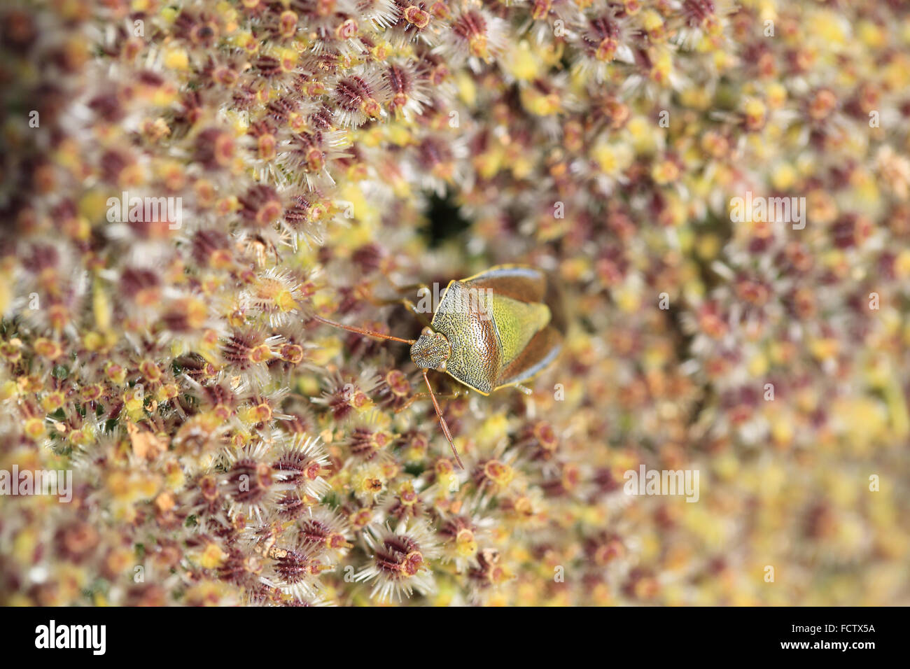 Shieldbug image hi-res stock photography and images - Alamy