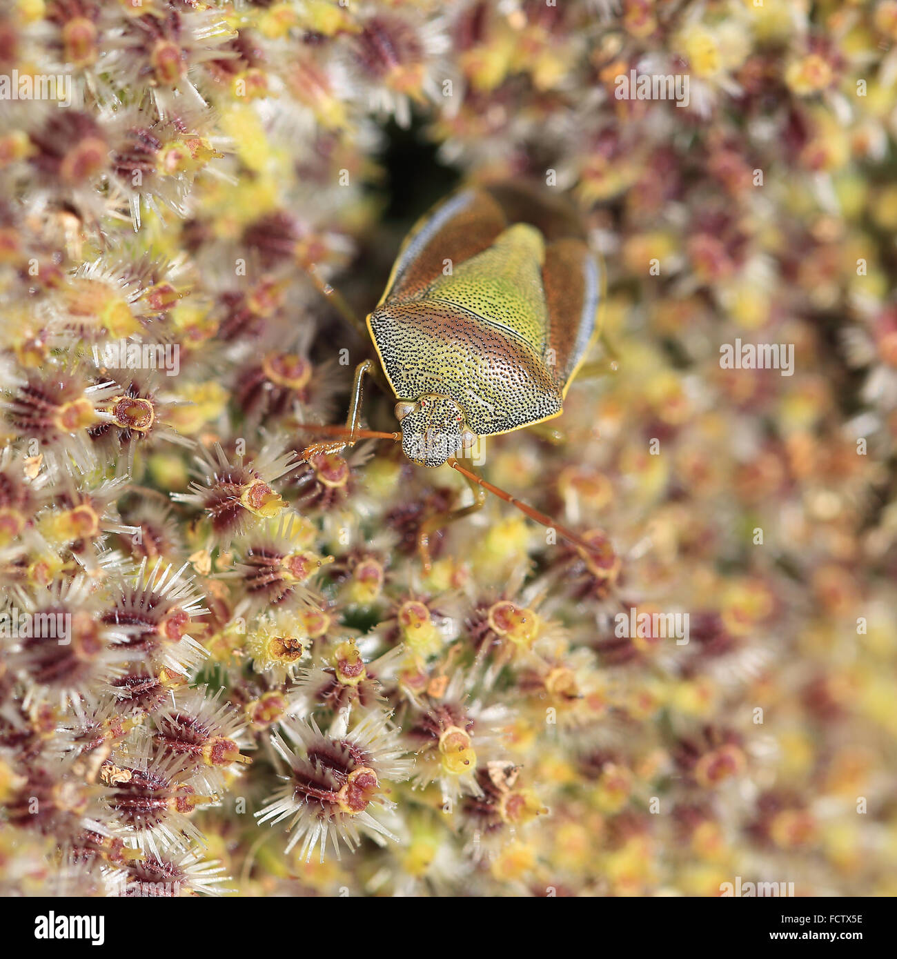 Common Green Shieldbug camouflaged amongst the seeds of Wild Carrot ...