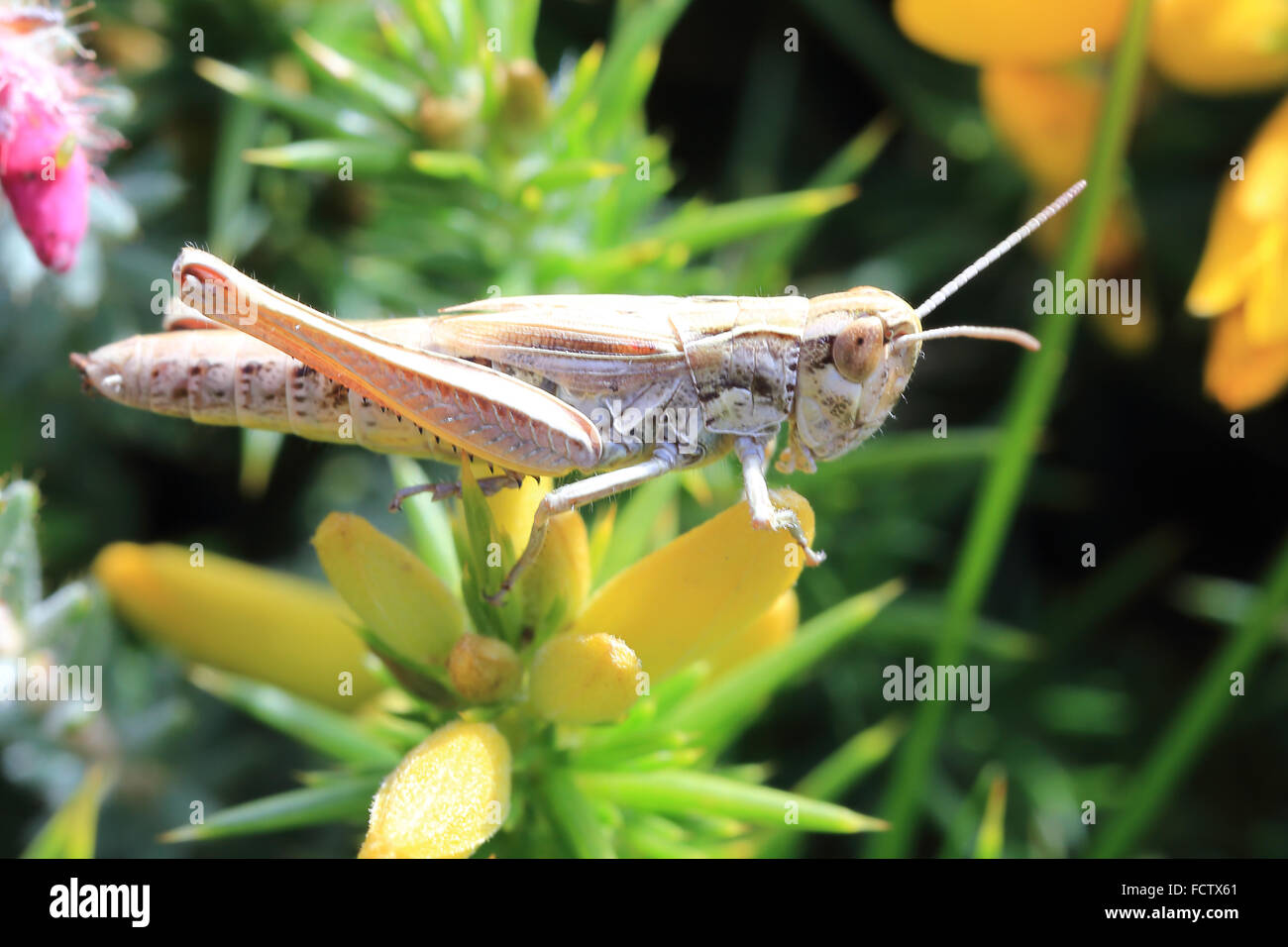 Grasshopper, Cornwall, England, UK Stock Photo - Alamy