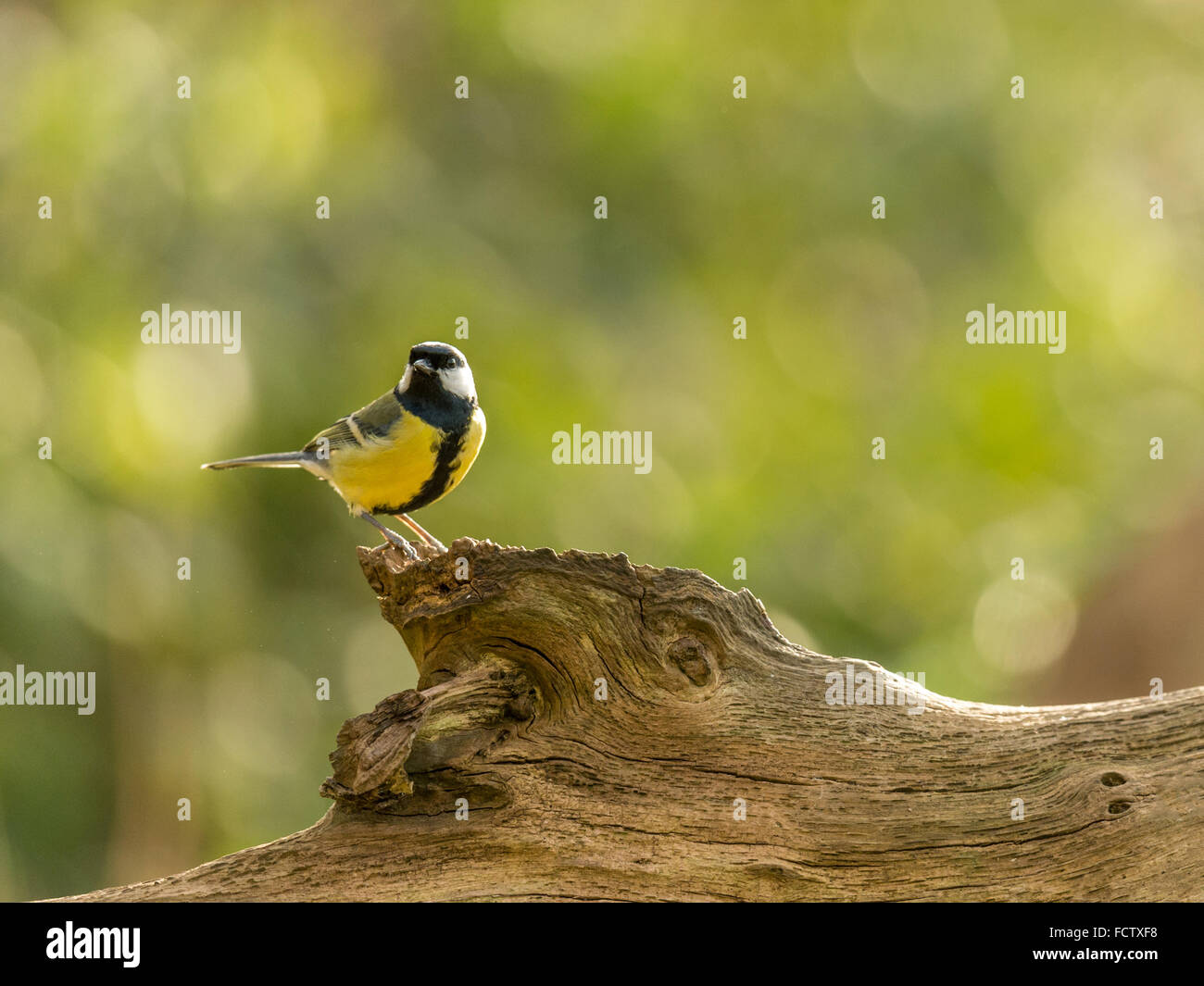 Beautiful Great Tit (Paripus major) foraging in natural woodland forest ...