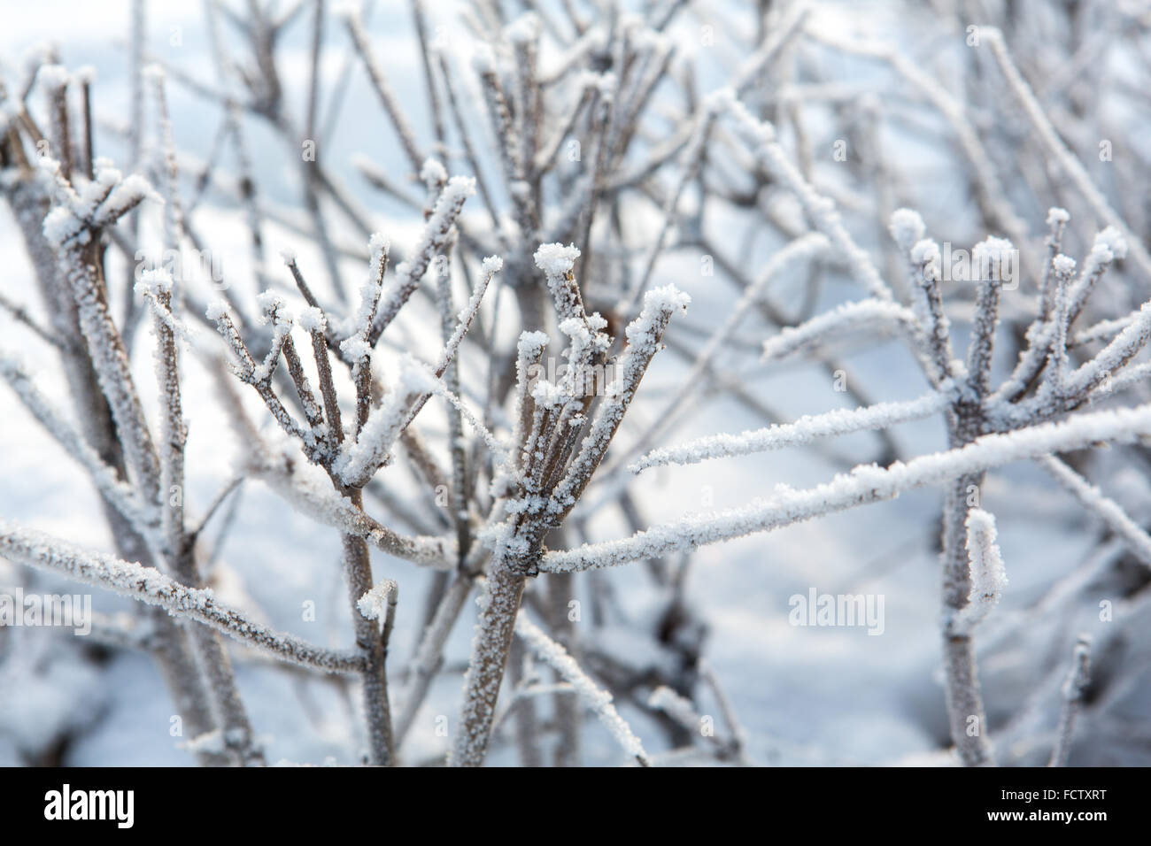 Frozen branches of the bush Stock Photo - Alamy