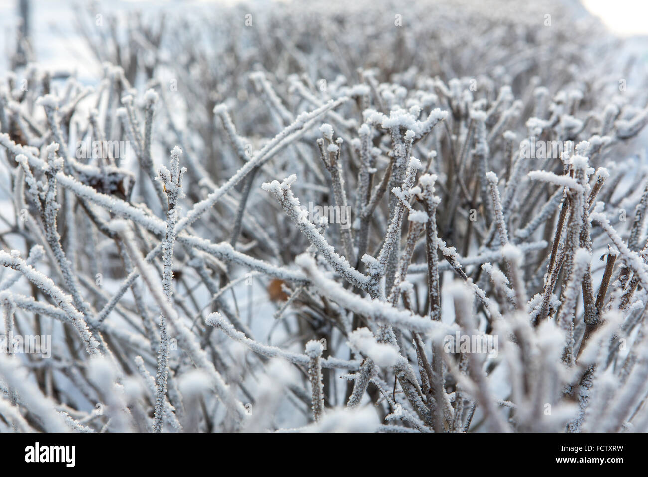 Frozen branches of the bush Stock Photo - Alamy