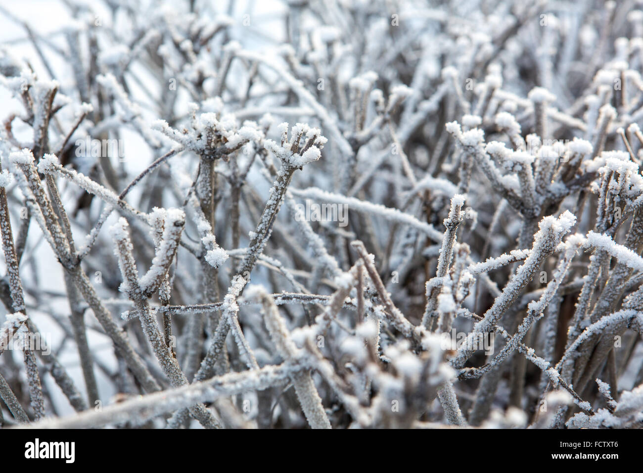 Frozen branches of the bush Stock Photo - Alamy