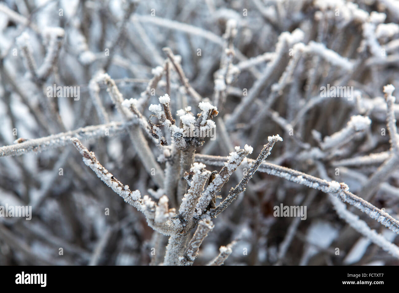 Frozen branches of the bush Stock Photo - Alamy
