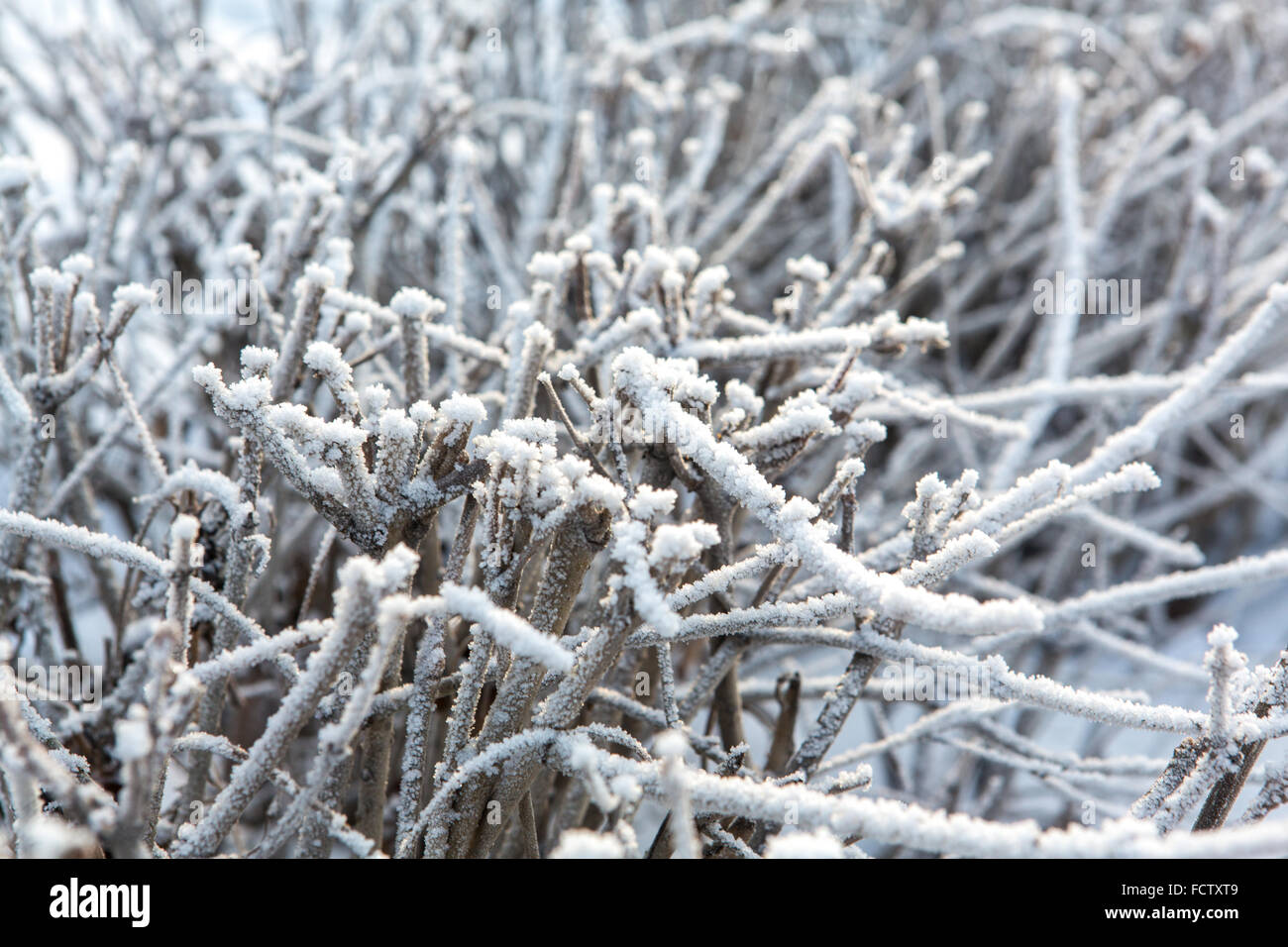 Frozen branches of the bush Stock Photo - Alamy