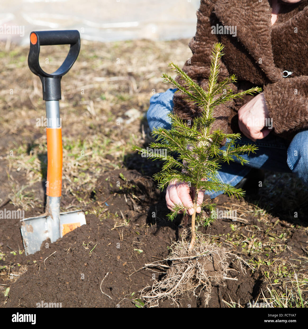 Planting a tree Stock Photo - Alamy