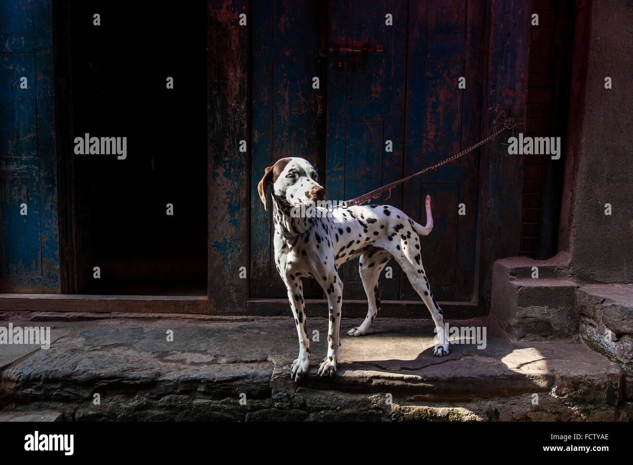Nepal, Bhaktapur, dog Stock Photo - Alamy