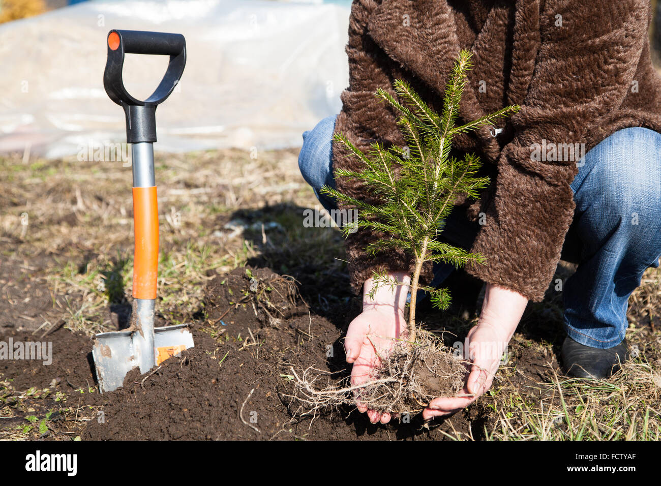 Planting a tree Stock Photo - Alamy