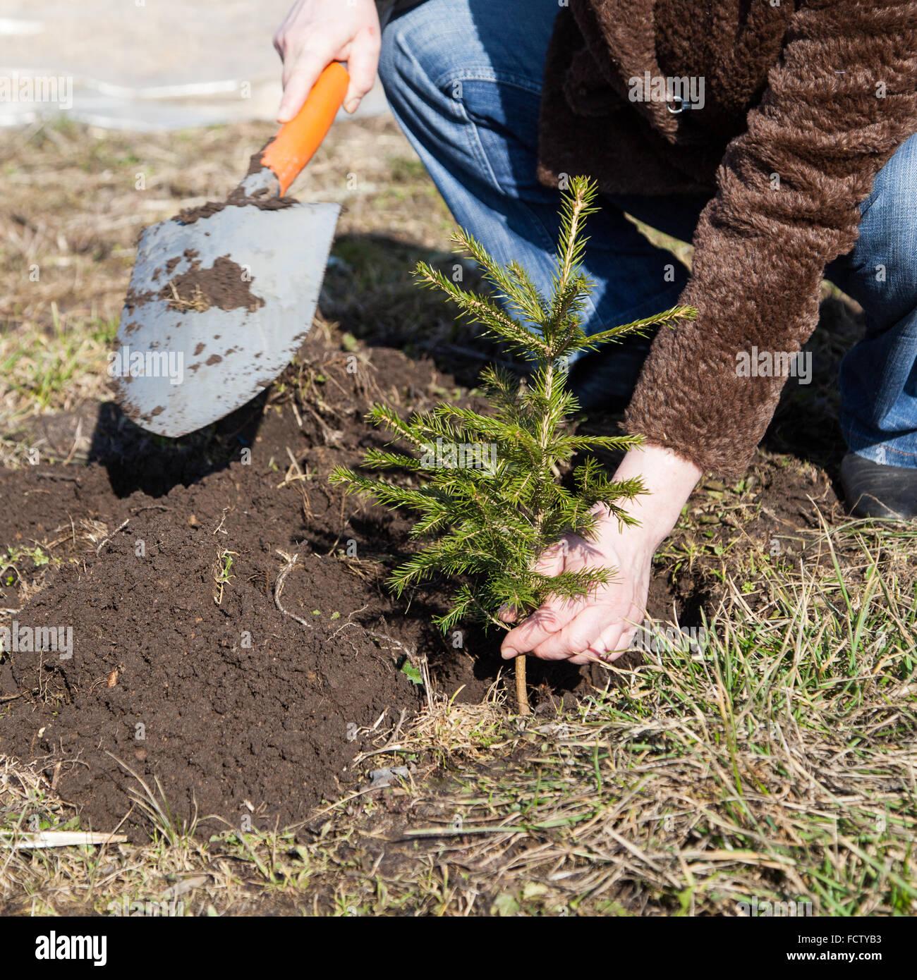 Planting a tree Stock Photo - Alamy