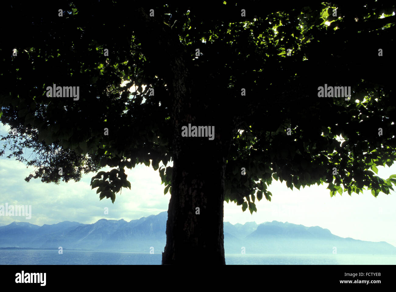 CHE, Switzerland, tree at the bank of Lake Geneva near Montreux. CHE ...