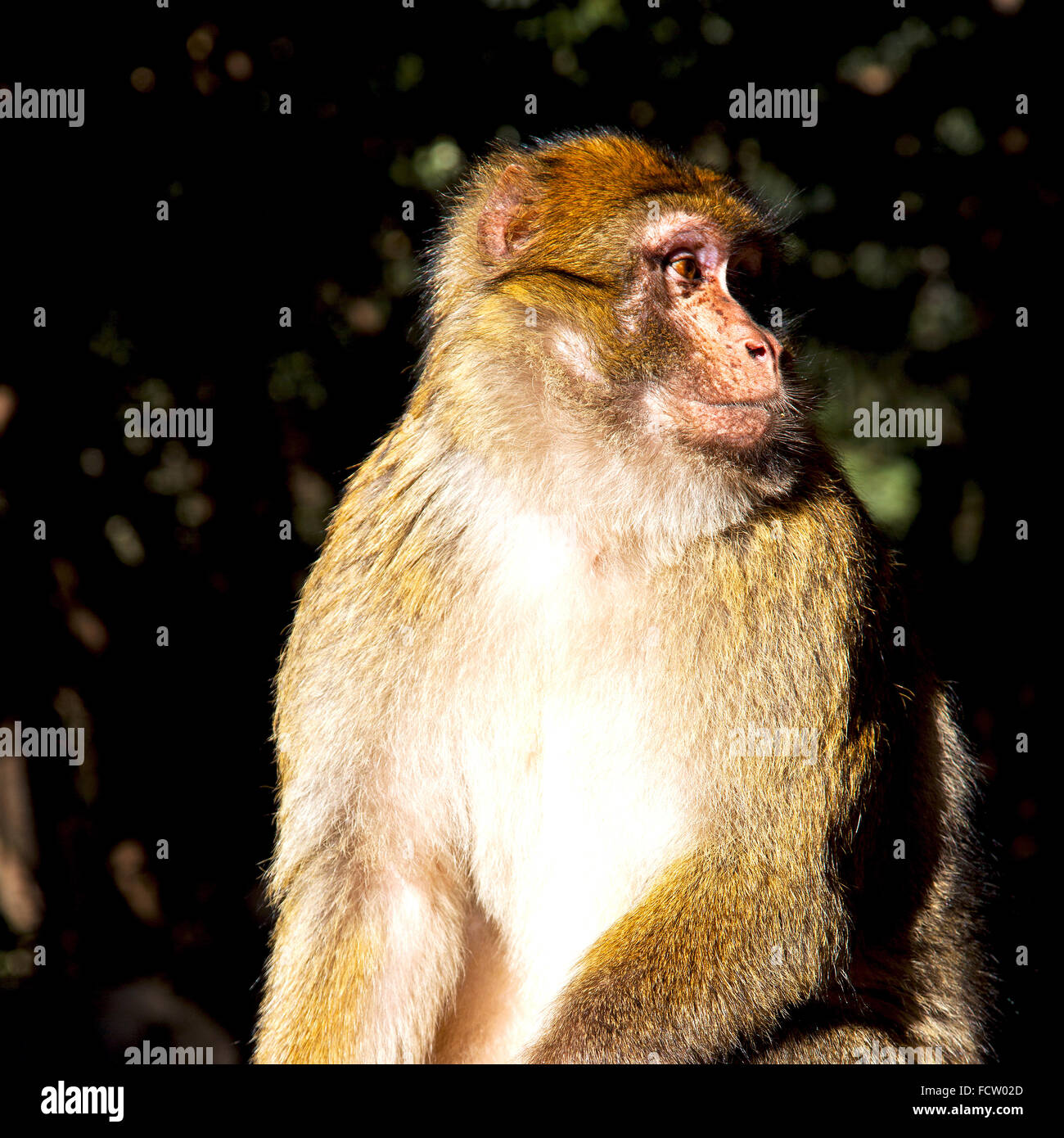 old monkey in africa morocco and natural background fauna close up ...