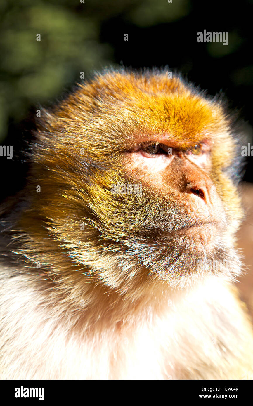 old monkey in africa morocco and natural background fauna close up ...