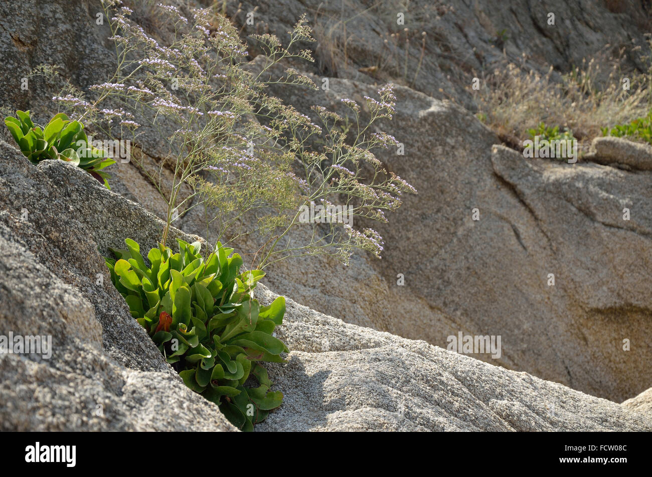Sparse vegetation on cliffs and rocks in summertime Stock Photo - Alamy