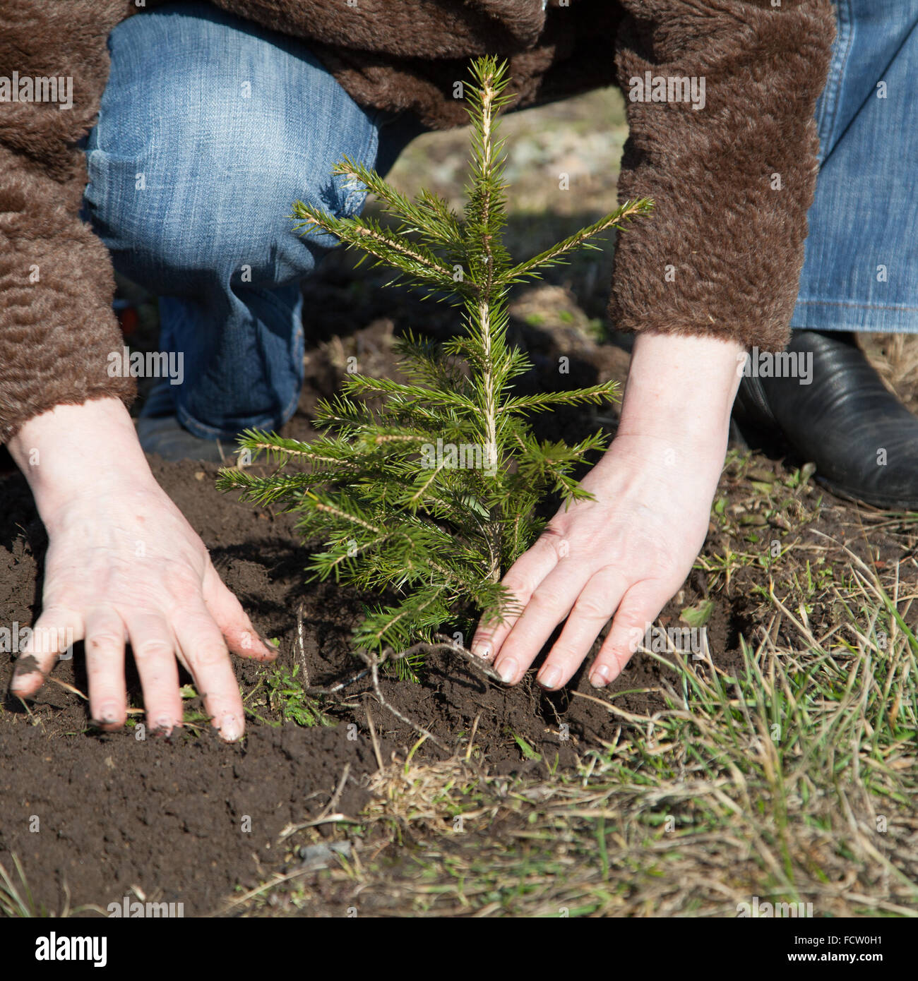 Planting a tree hi-res stock photography and images - Alamy